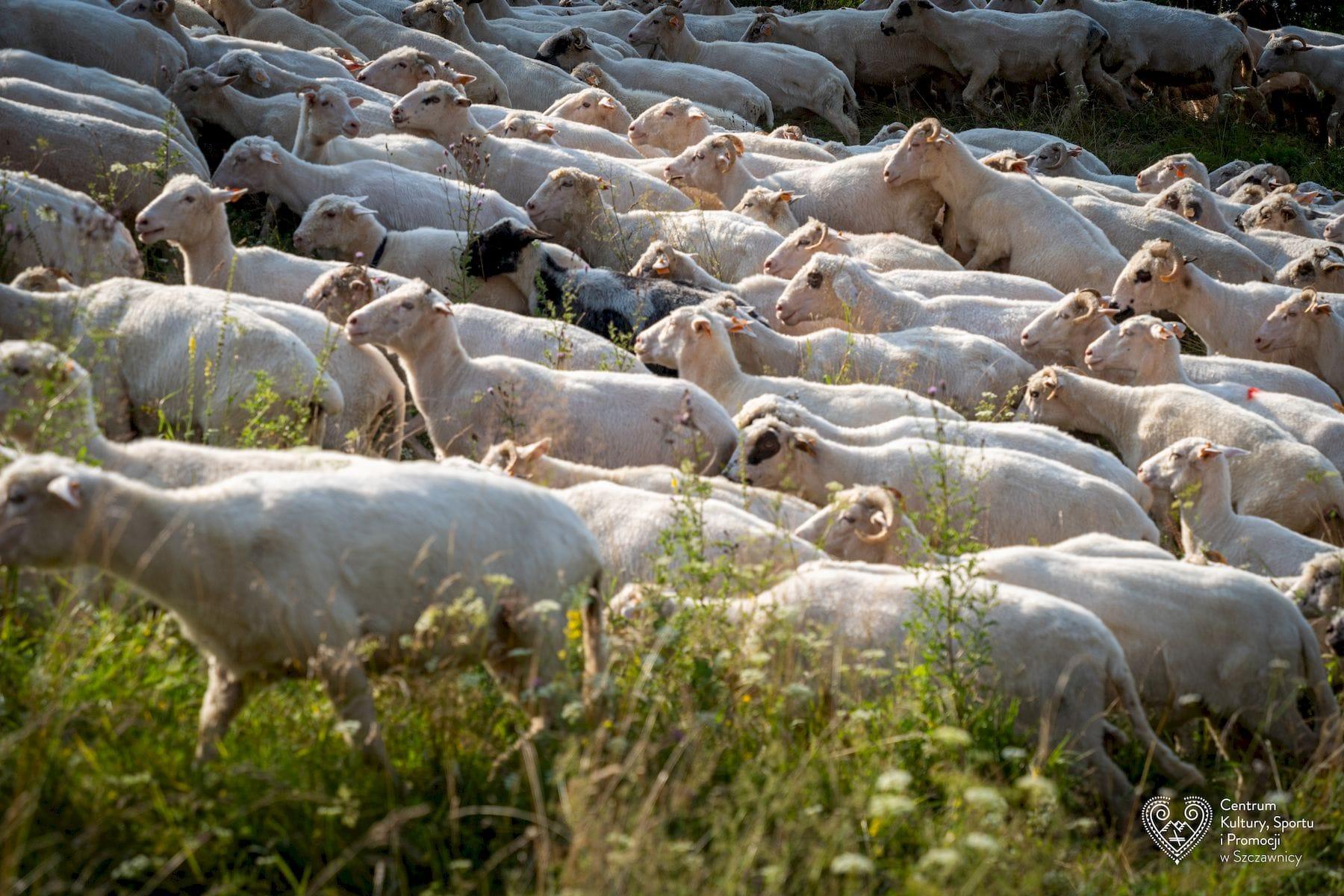Redyk Wiosenny w Szczawnicy /Jaworkach - rozpoczęcie sezonu ...